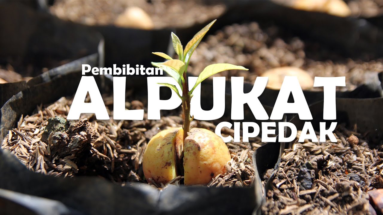 Bibit Alpukat Cipedak, Asli Jakarta! - YouTube