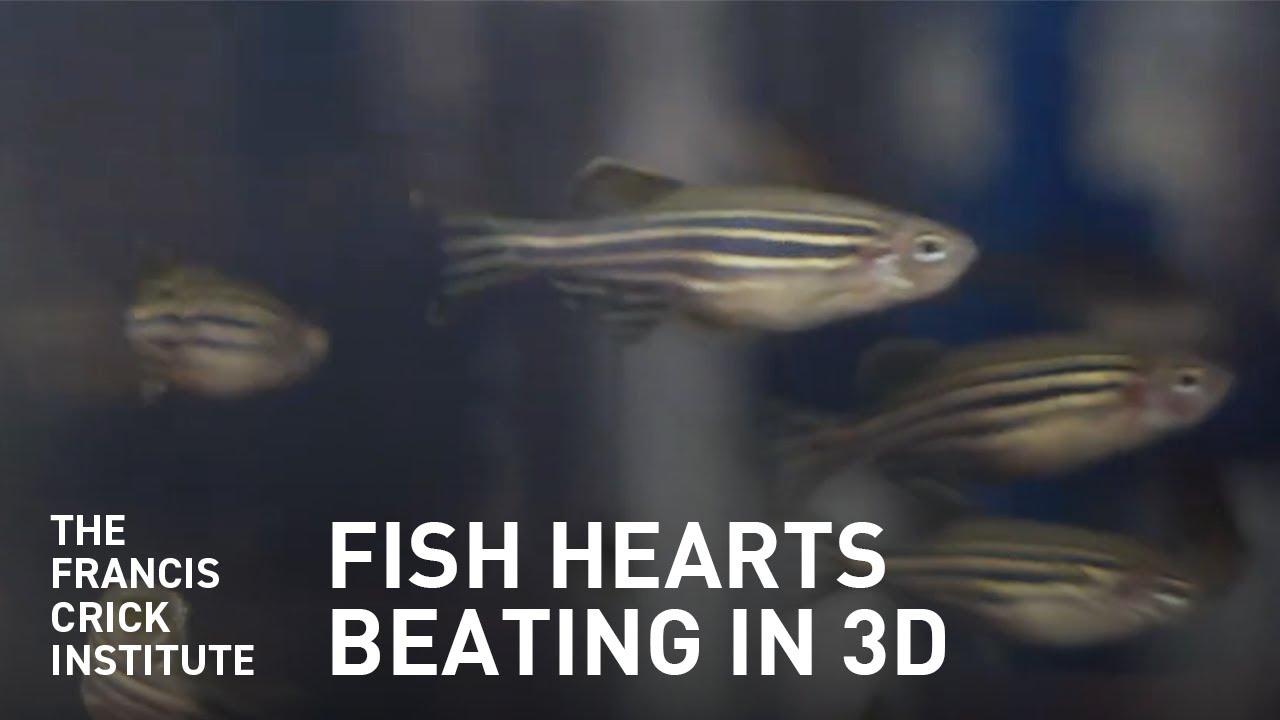 Studying Beating Fish Hearts in 3D - YouTube