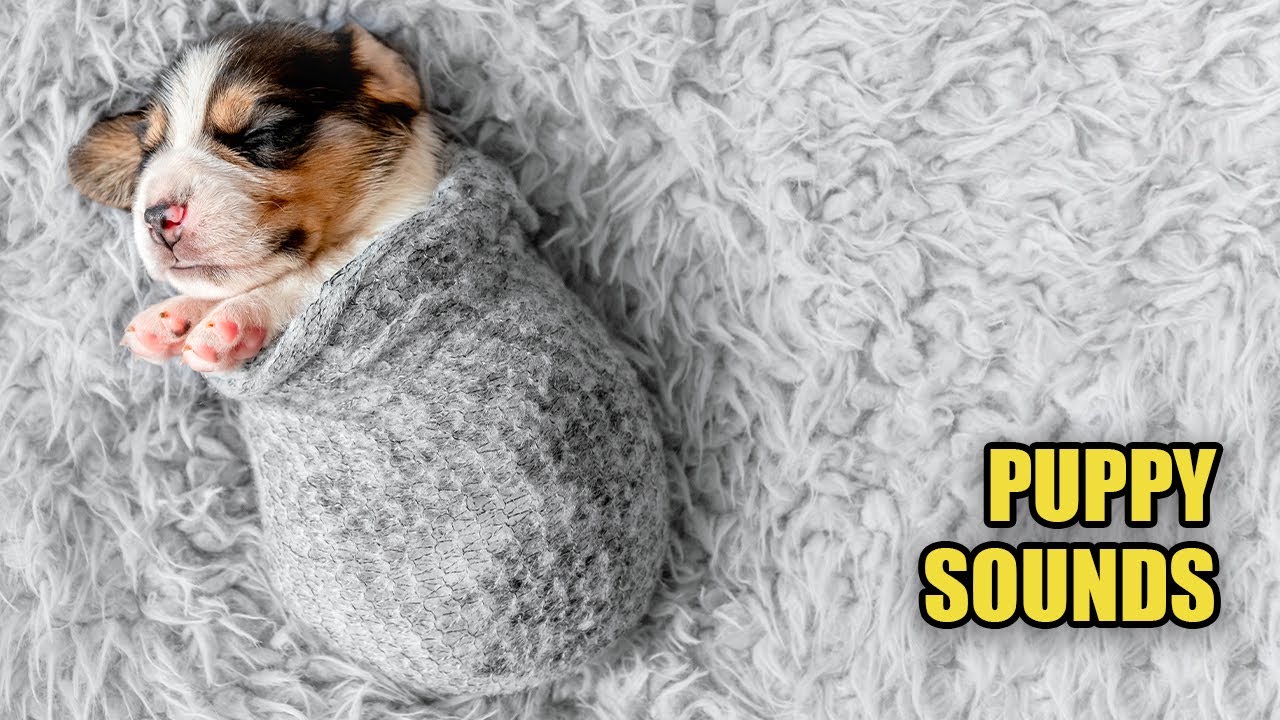 Puppy Sounds 🐶 Puppies Whining - YouTube