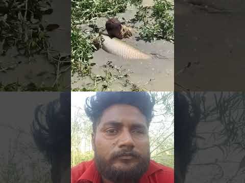 Mari Hui machhali ko pakda talab se #fish #catchingfish #kushtitime # ...