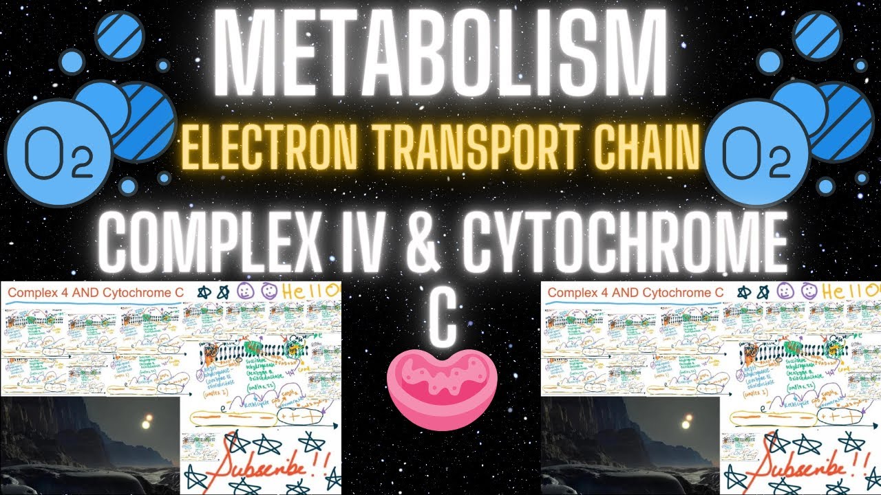 Electron Transport Chain | Complex IV and Cytochrome C | Cellular ...