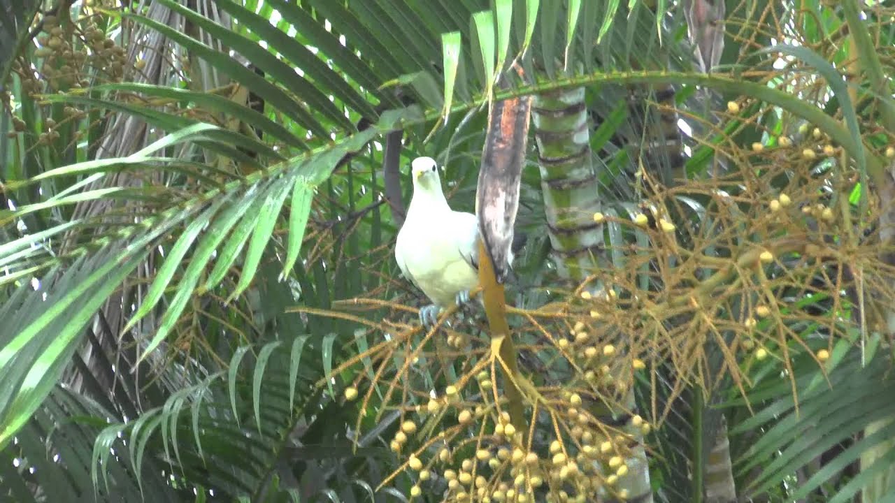TORRES STRAIT PIGEON - YouTube