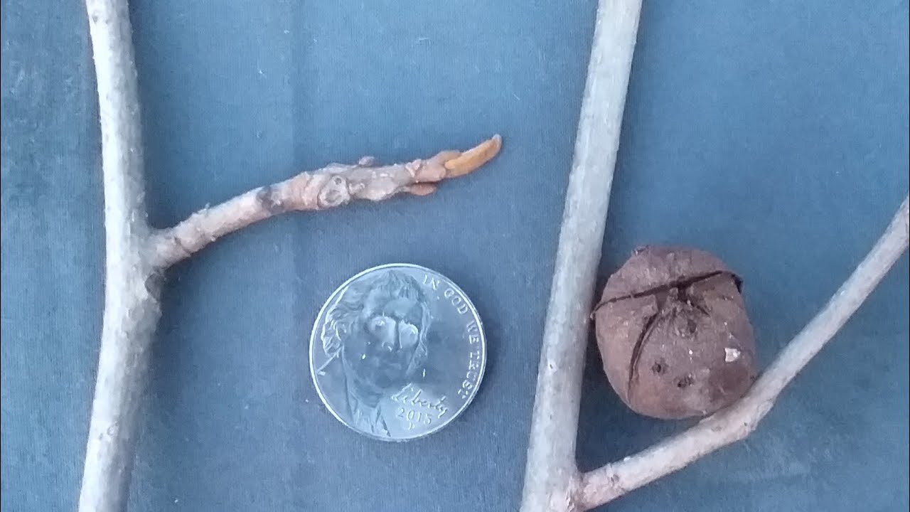 Bitternut Hickory winter buds - YouTube