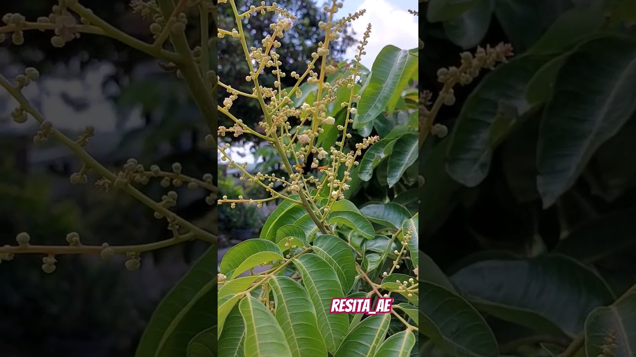 Lebah / Tawon hinggap di Bunga Kelengkeng - YouTube