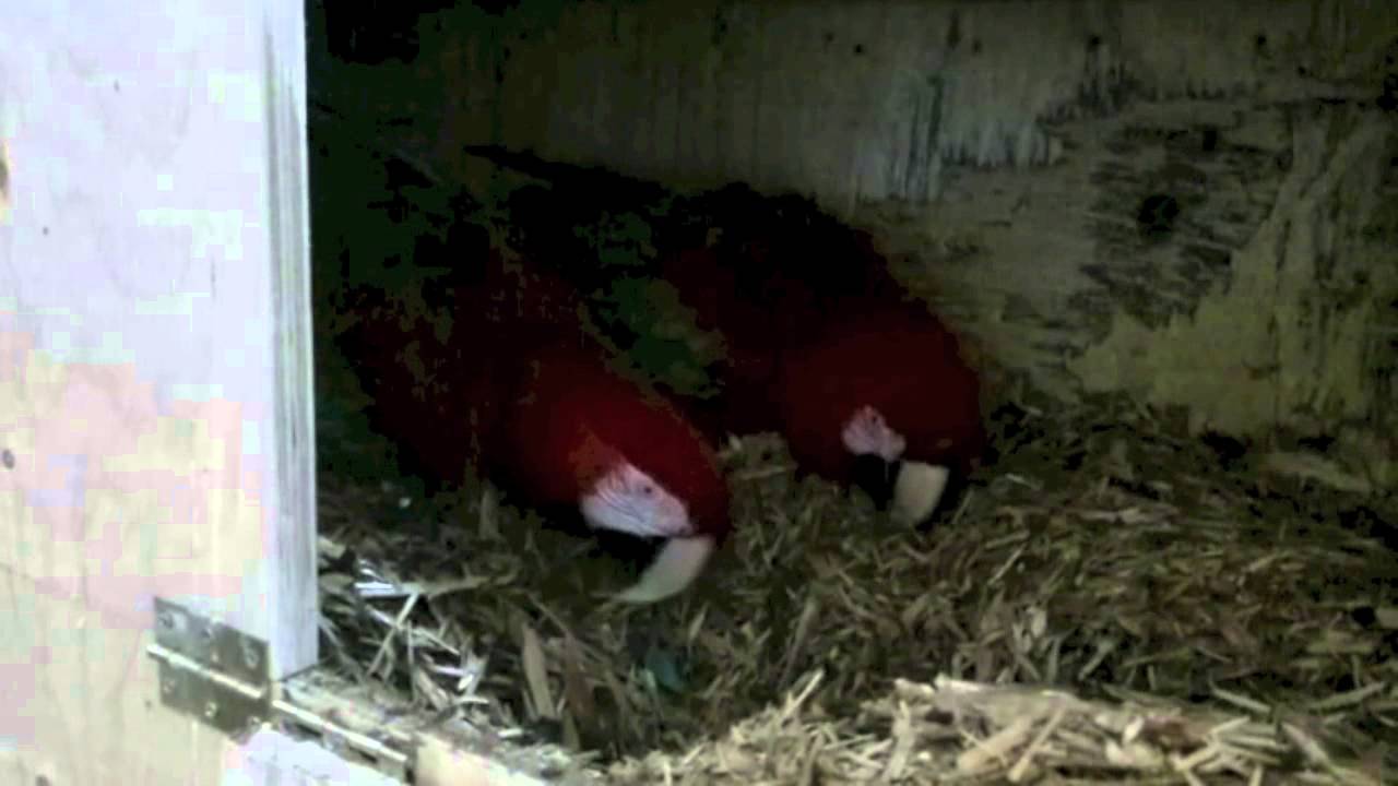 Premier Parrots - Greenwinged Macaw Pair AGWP1 (Breeding Mode) - YouTube