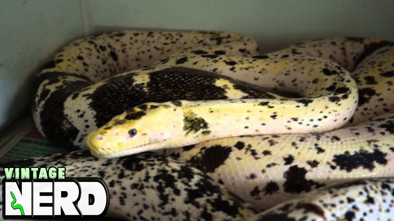 Cow Retic Mania 2015 - YouTube