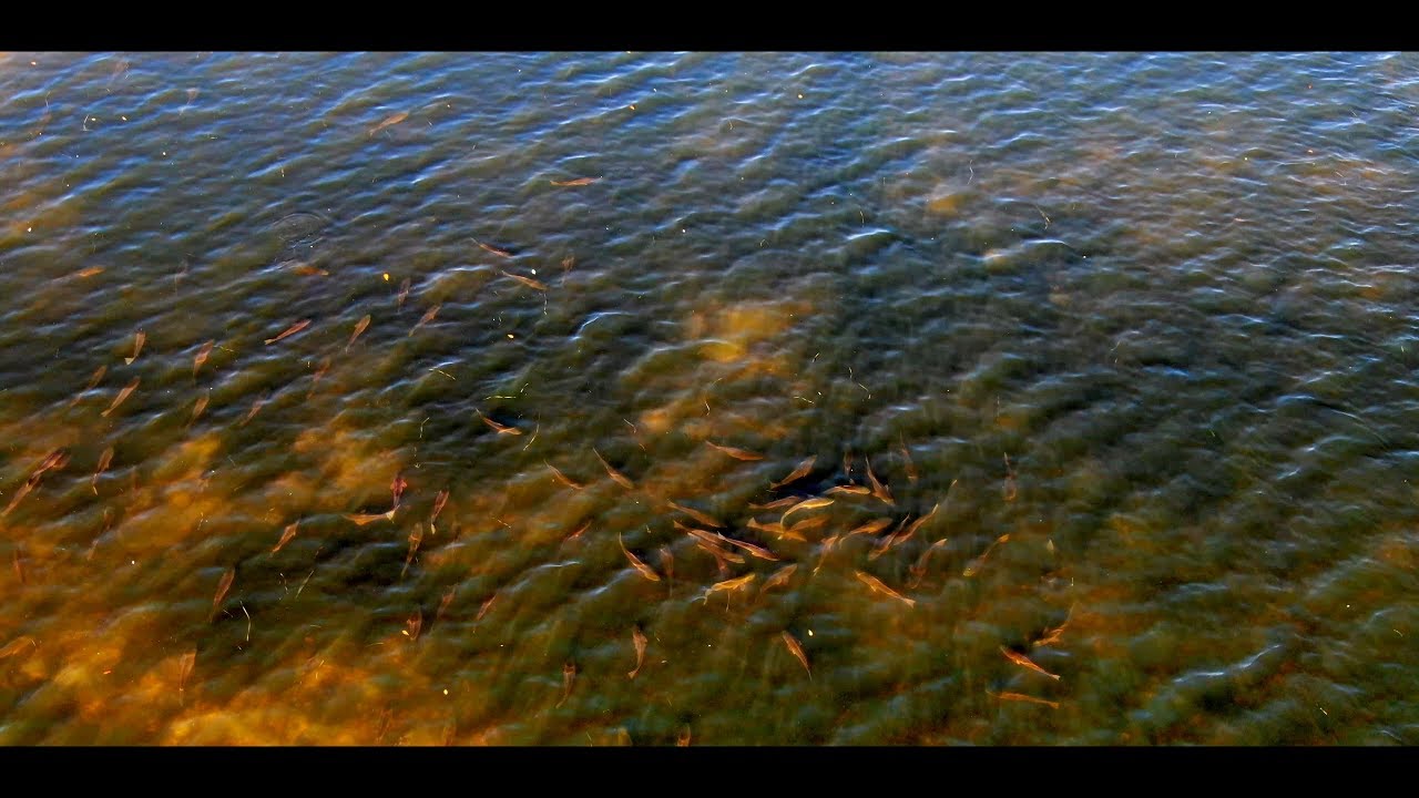 Finding & Catching Redfish Using A Drone - YouTube