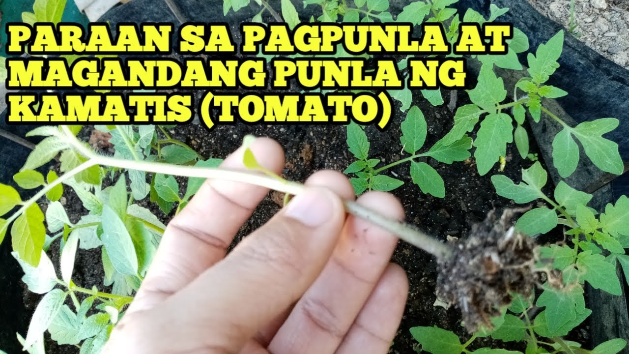 PARAAN SA PAGPUNLA AT MAGANDANG PUNLA NG KAMATIS (TOMATO) - YouTube