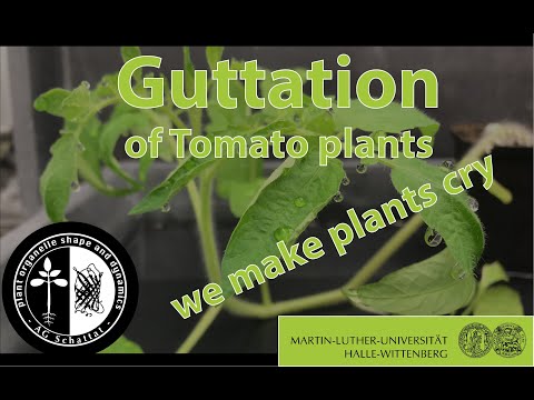 Guttating tomato plant - \
