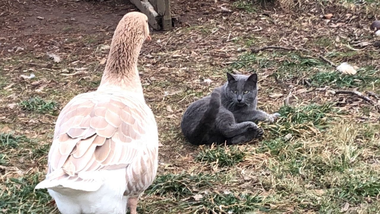 A Game Called Cat And Goose - YouTube