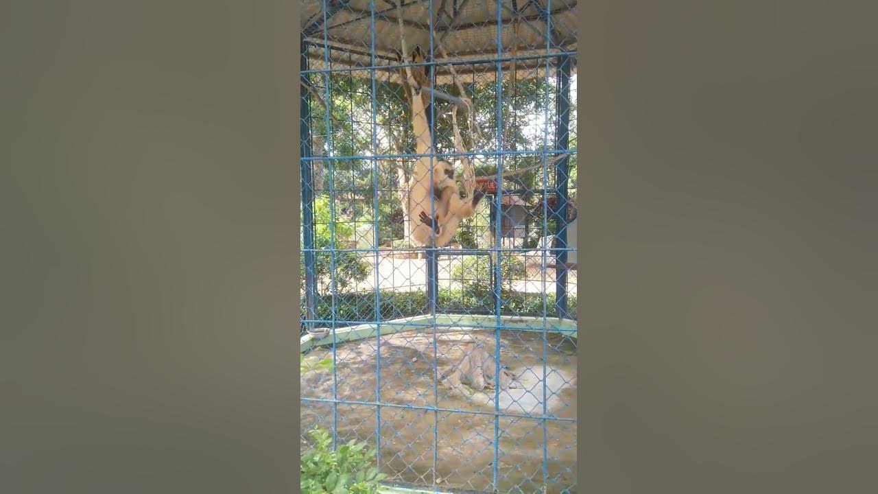 🙉🙉🙉 Zoo - YouTube