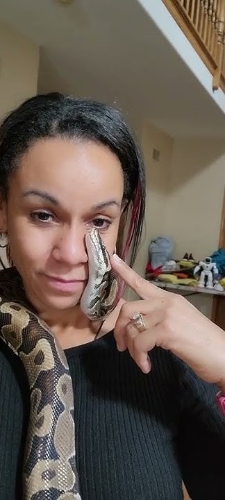 Ball python cuddles - YouTube