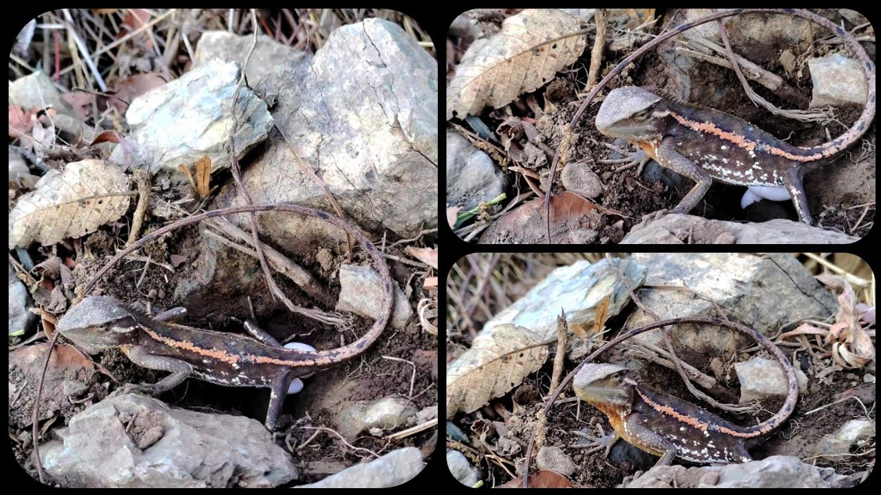 Laiking tui lai || Lizard laying eggs - YouTube