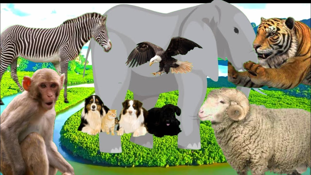 Group of animals elephant,rooster,giraffe,bear,cow,deer,monkey, - YouTube