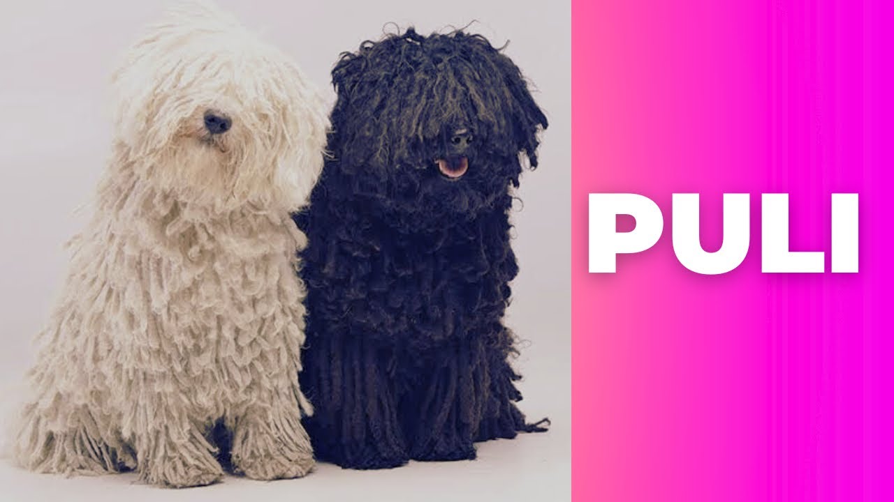 Puli Dogs 🔥🔥🔥 - YouTube