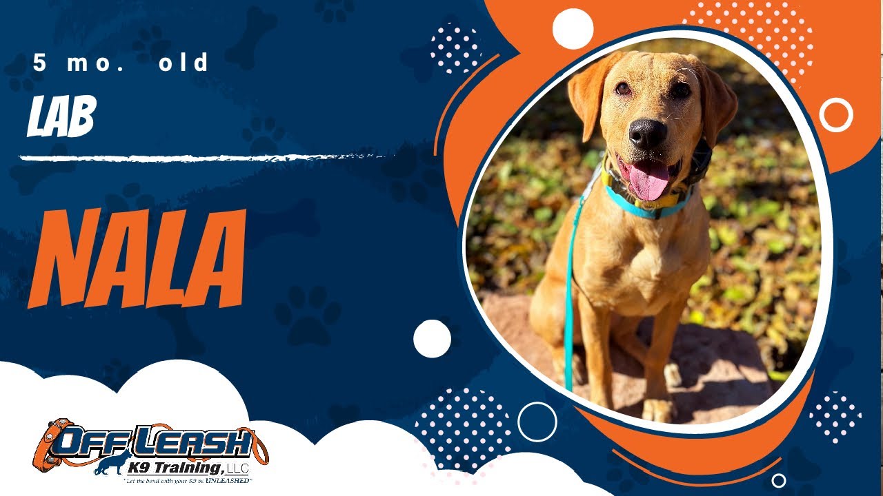 Nala | 5 Month Old Lab | 2 Week Board and Train | Southern Utah Best ...