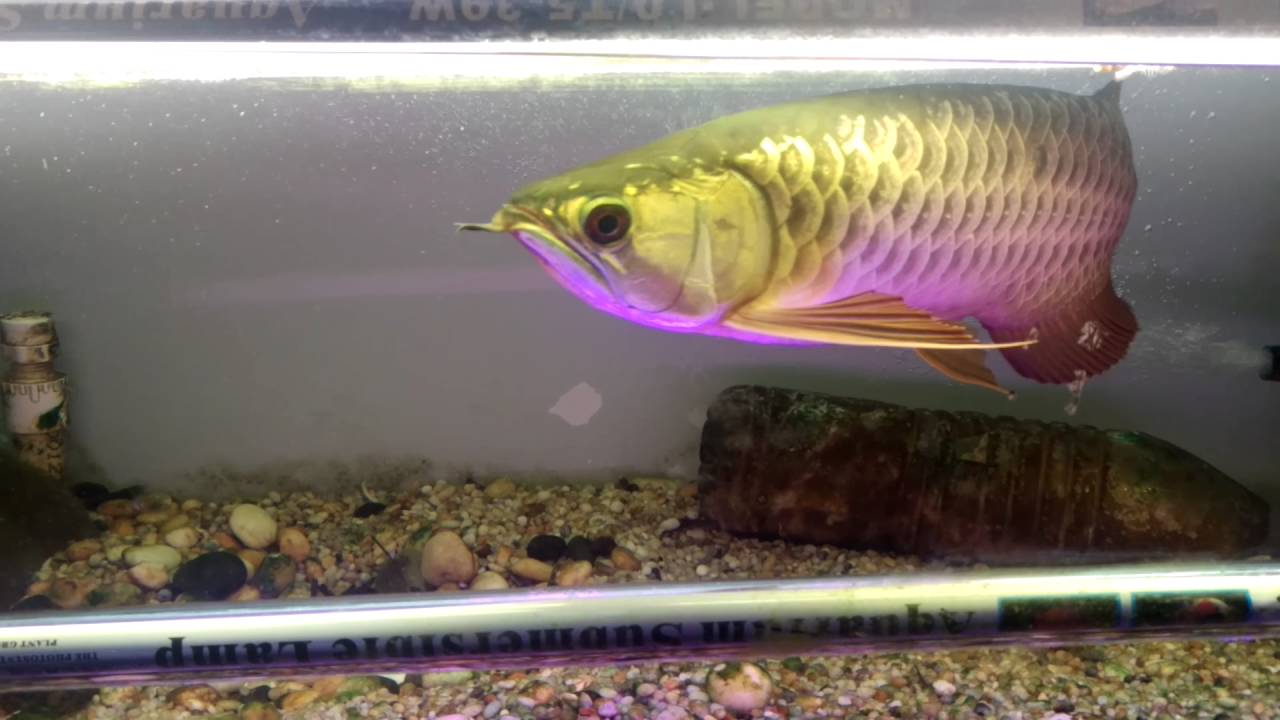 Malaysian Golden Cross Back Arowana - YouTube