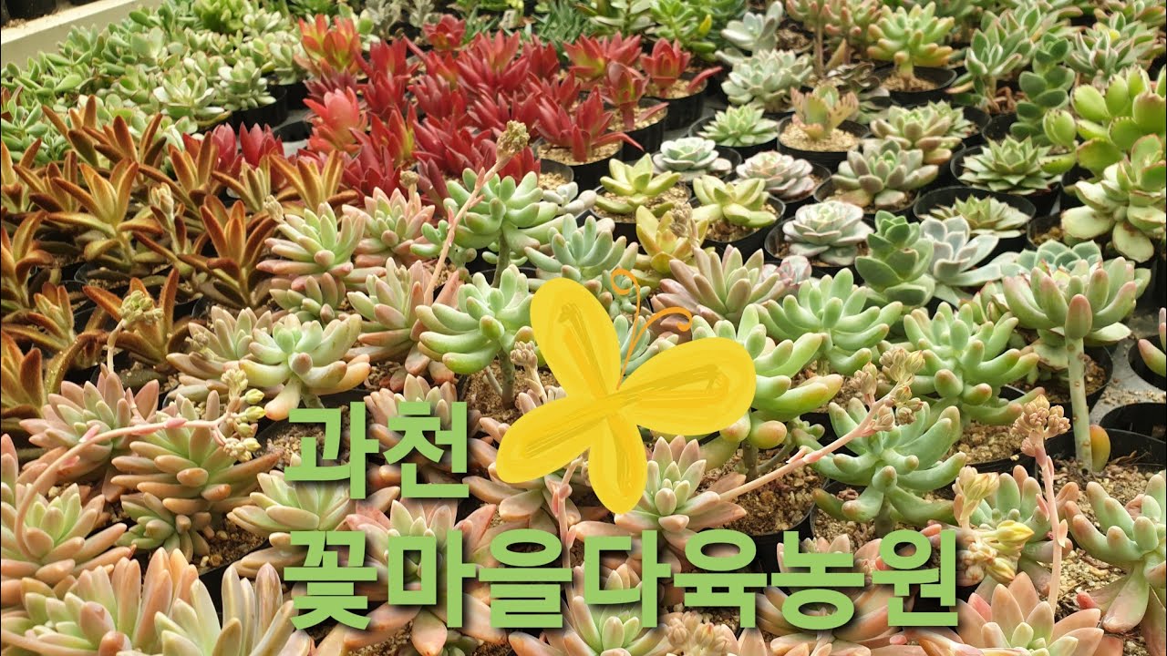 다육이라이프 과천 꽃마을 다육농원입니다~농장투어 500원다육 1000원다육 서울근교다육 과천꽃마을 Youtube