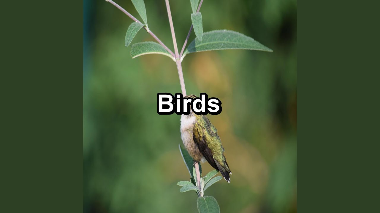 Calm Bird Sounds ASMR Instant Relaxing Peaceful For Meditation - YouTube