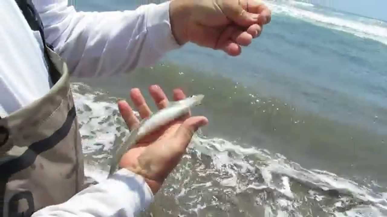 Pesca de Pejerrey en Peru - YouTube