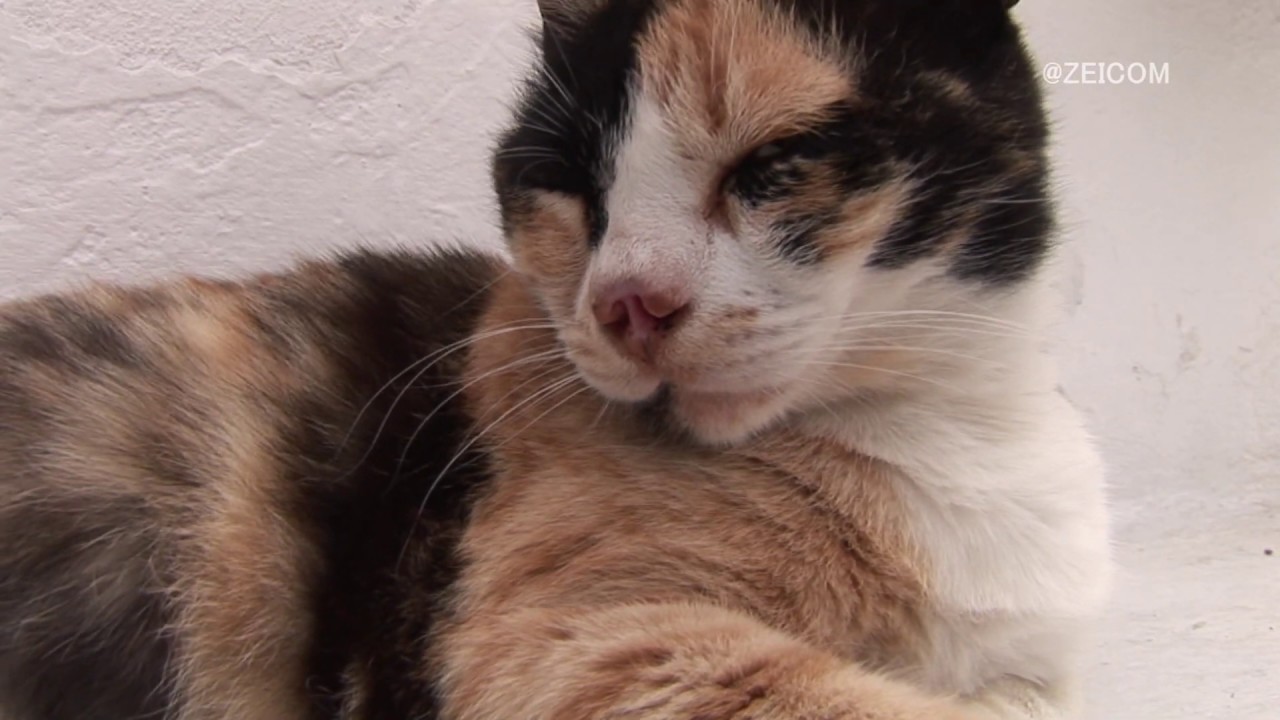 Daily Cat-Pig nose cat(Mykonos)/毎日ねこ-豚鼻猫(ミコノス) - YouTube