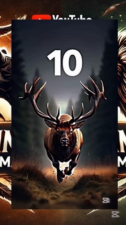 Top 10 Killer Animals #animals #animals #animals #kidsvideo - YouTube