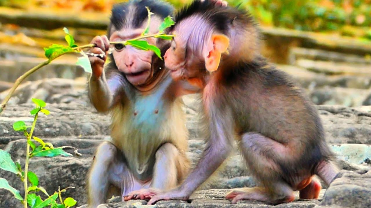 Family monkeys is very happy . #monkey #babymonkey - YouTube