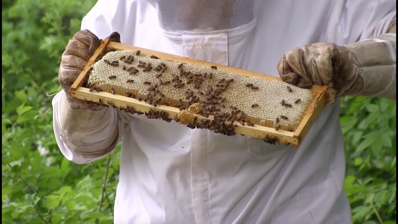 Adding a Super to the Bee Box - YouTube