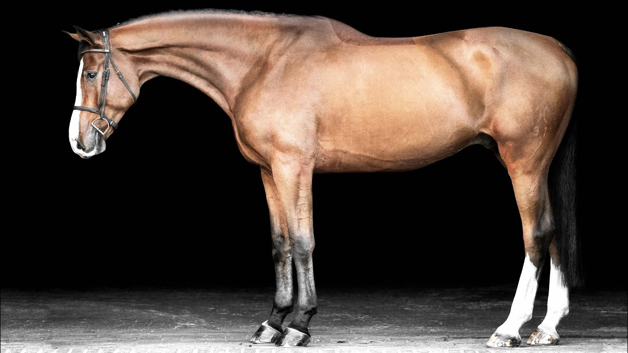 Hightower-Hanoverian gelding - confidencegiver - YouTube