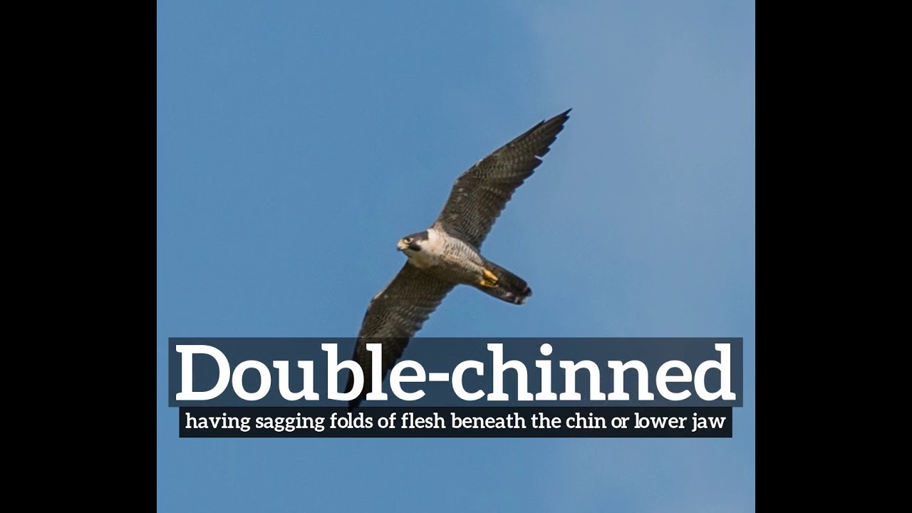 How Does Double-chinned Look? | What is Double-chinned? | How to Say ...