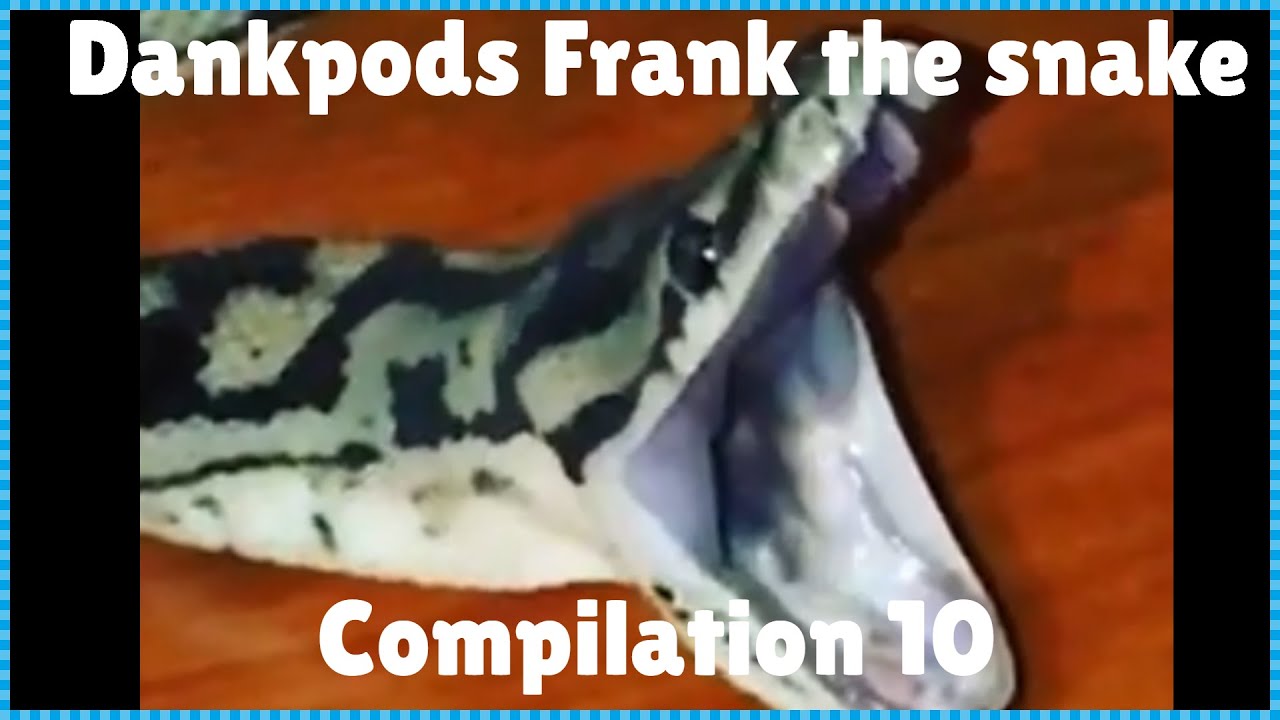 Dankpods frank the snake compilation 10 - YouTube