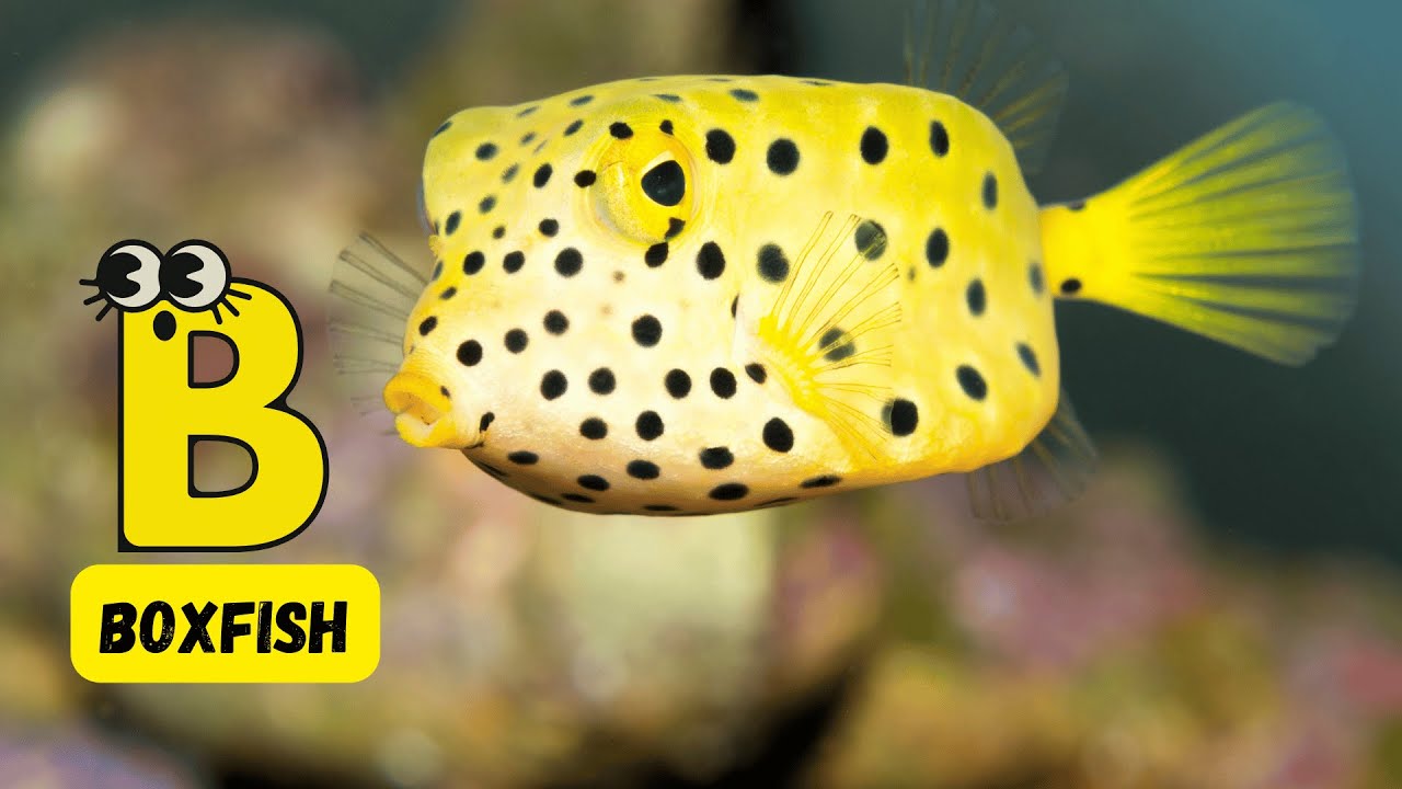 Undersea ABCs Song | Alphabet with Underwater Sea Animals Song for Kids ...