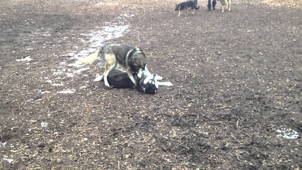 Husky x Rottweiler Vs. Random Husky - YouTube