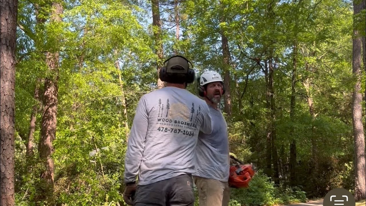 Dropping a sweet gum tree - YouTube