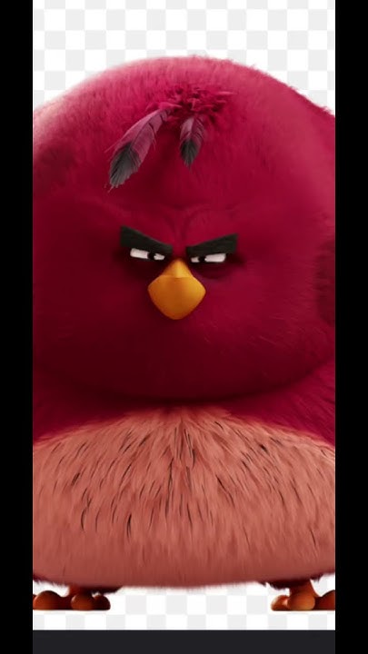 Whos The Biggest Bird Funny Trending Memes Shorts Biggestbird