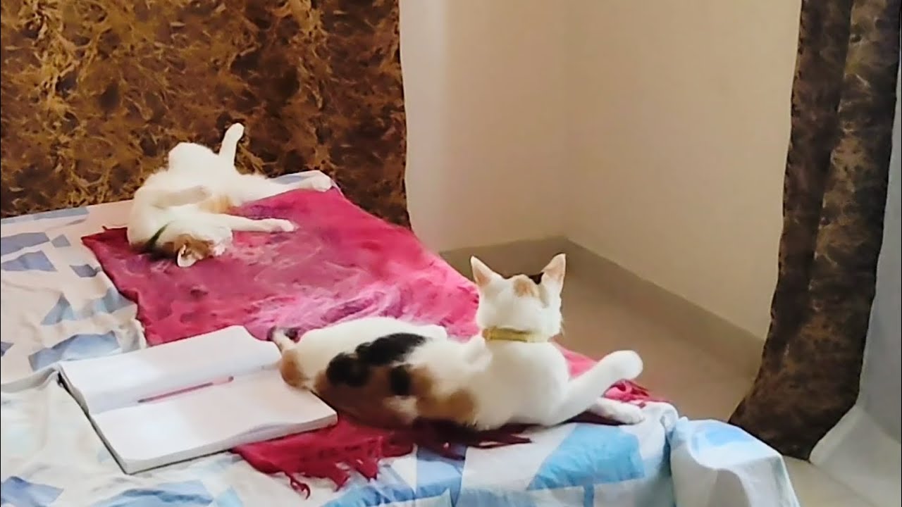 Cats are just chilling, relaxing, napping - YouTube