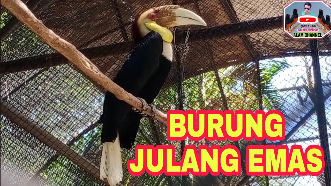 Burung Julang emas#Wreathed Hornbill#Hewan#Binatang - YouTube