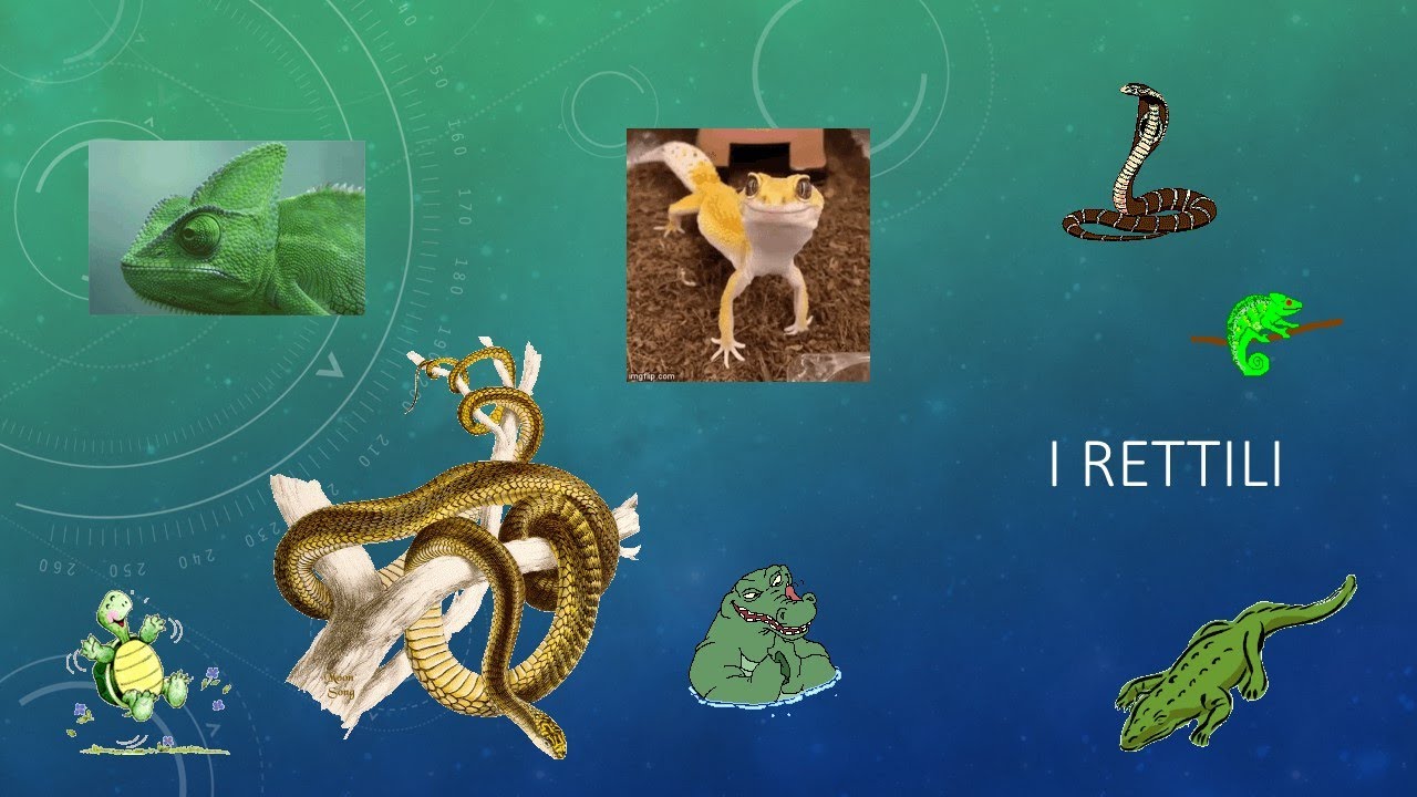 I rettili - YouTube