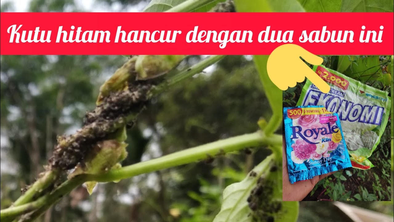sahabat tani#cara mengatasi hama kutu hitam #di Daun kacang - YouTube