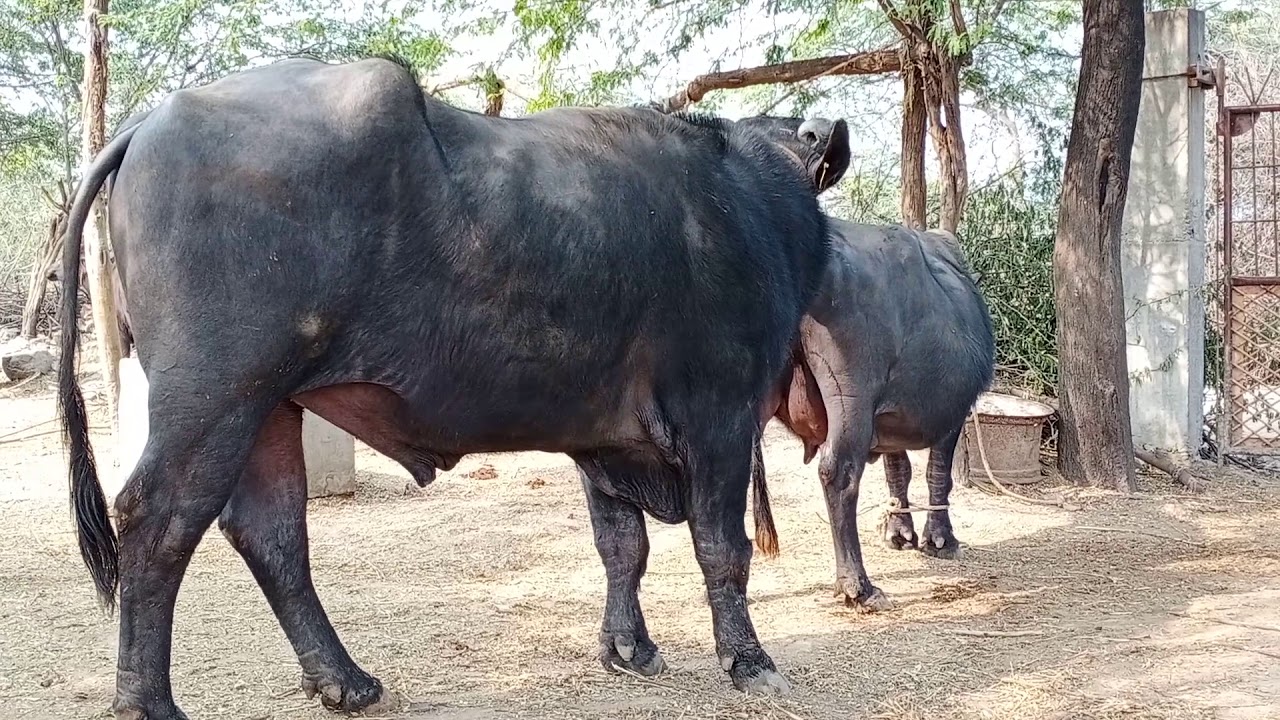 Buffalo super hit mating video - YouTube