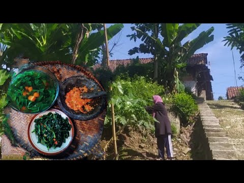 Petik daun cakra cikri masak sayur bening, tumis daun pepaya, sambal ...