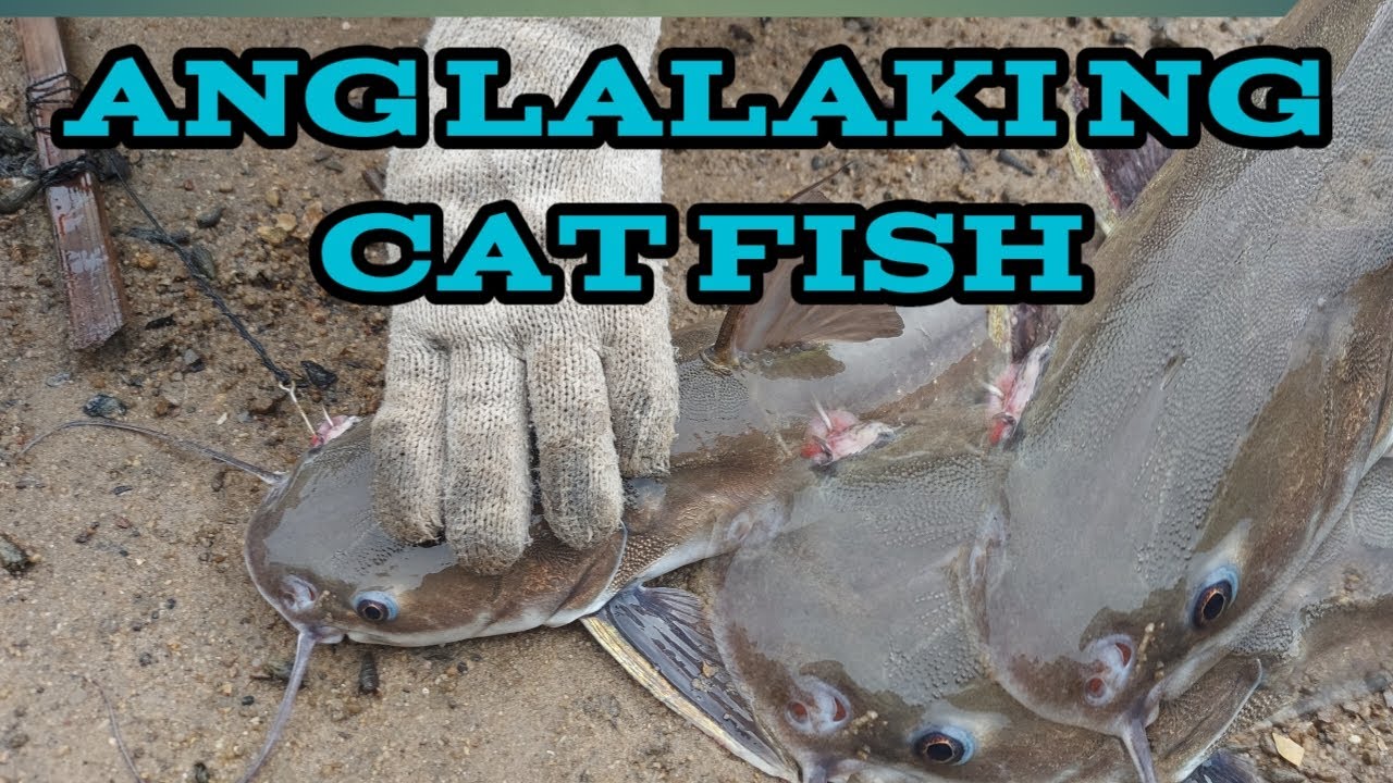 Malaking catfish nahuli sa ilog ng thailand | crawl fish #monsterfish # ...
