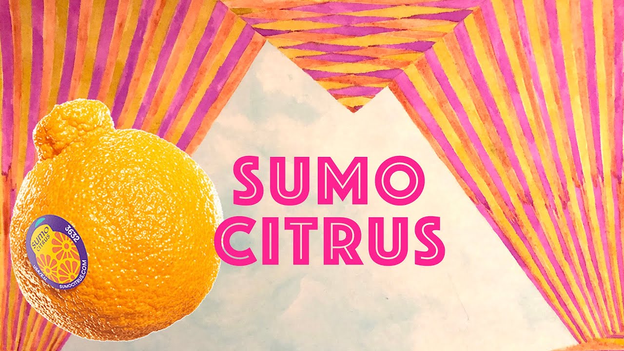 Fruit of the Day : Sumo Citrus - YouTube