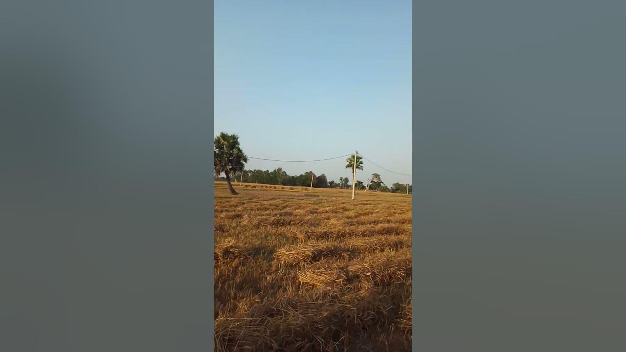 HAMARE VILLAGE KA KHET - YouTube
