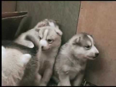 Wolf Cubs 4 weeks old - YouTube