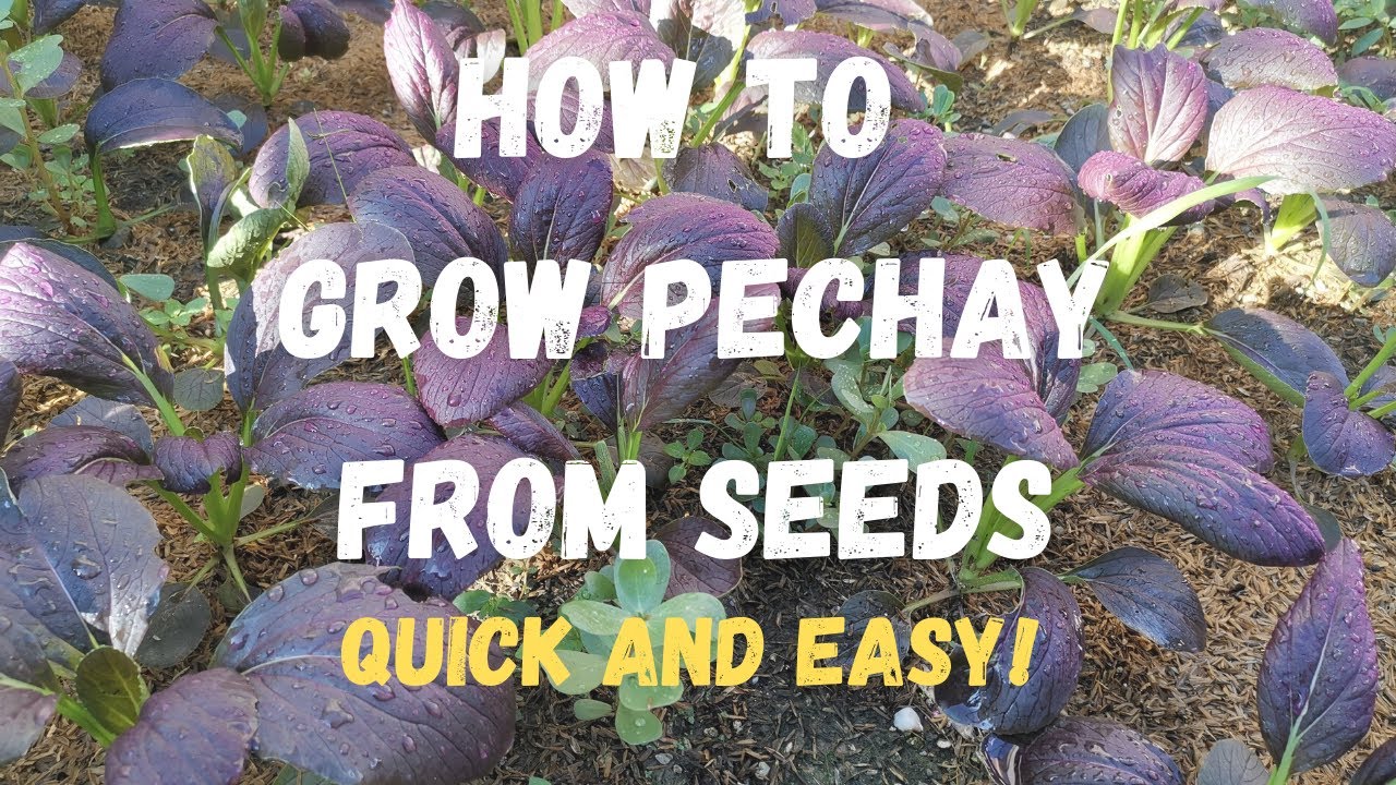 How to Plant Pechay Seeds in a Pot Grow Within 37 days I Purple Pechay ...