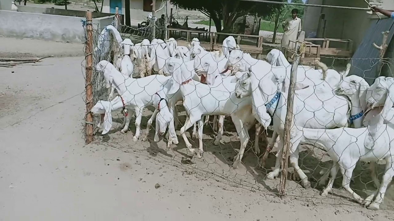 Rajanpuri male and females(1) - YouTube