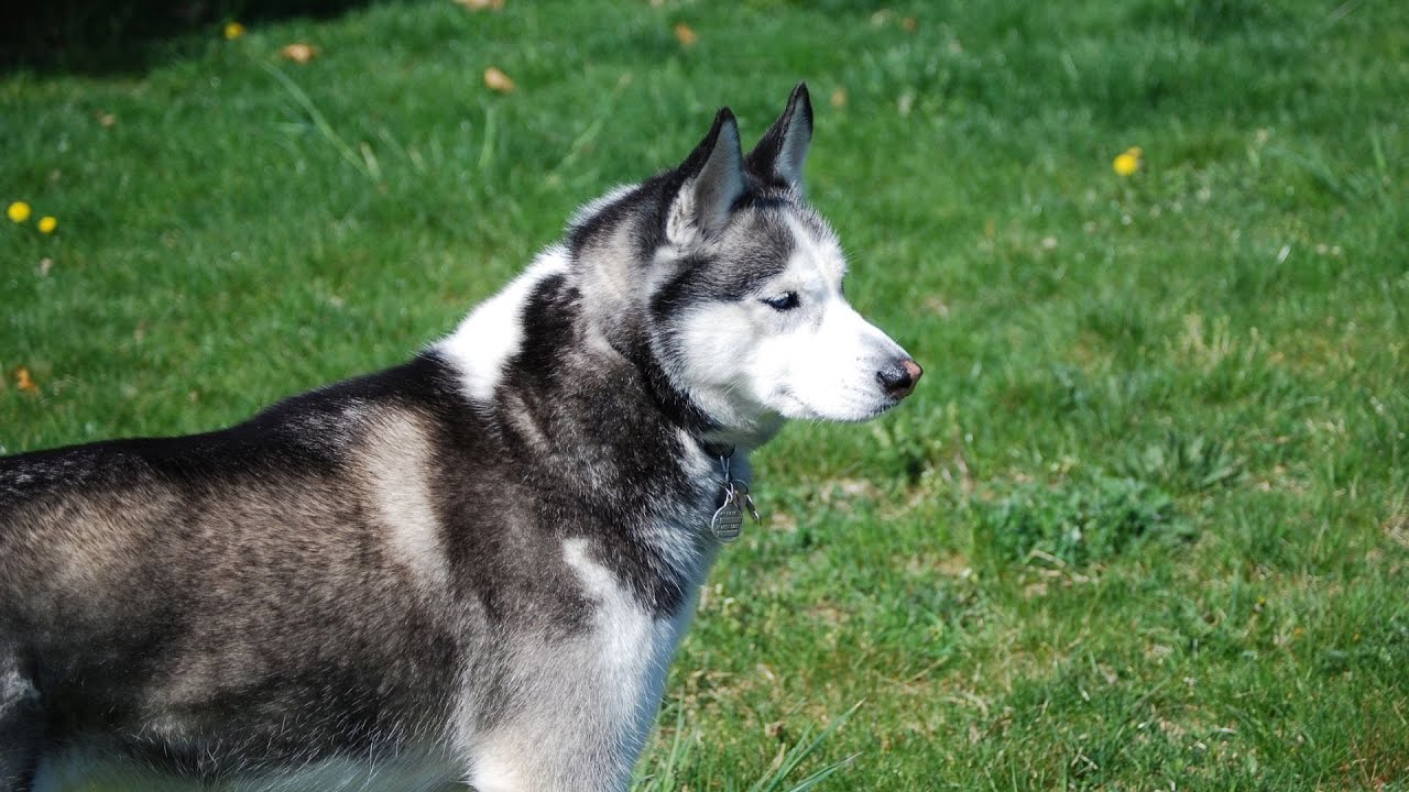 Gardening with Your Husky Unleashing the Plant Patrol - YouTube