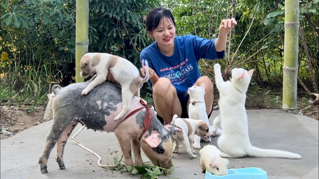 Life in the countryside gardening and taking care of animals is very ...