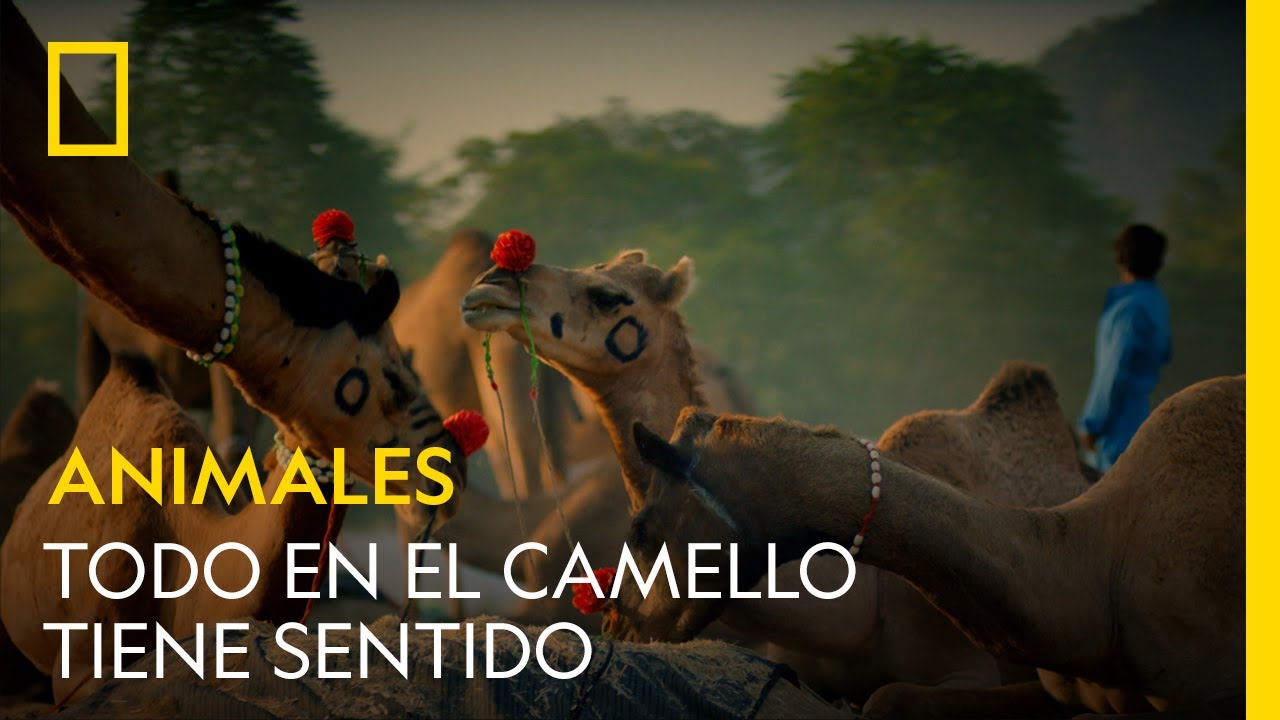 Todo tiene sentido en el camello | NATIONAL GEOGRAPHIC ESPAÑA - YouTube